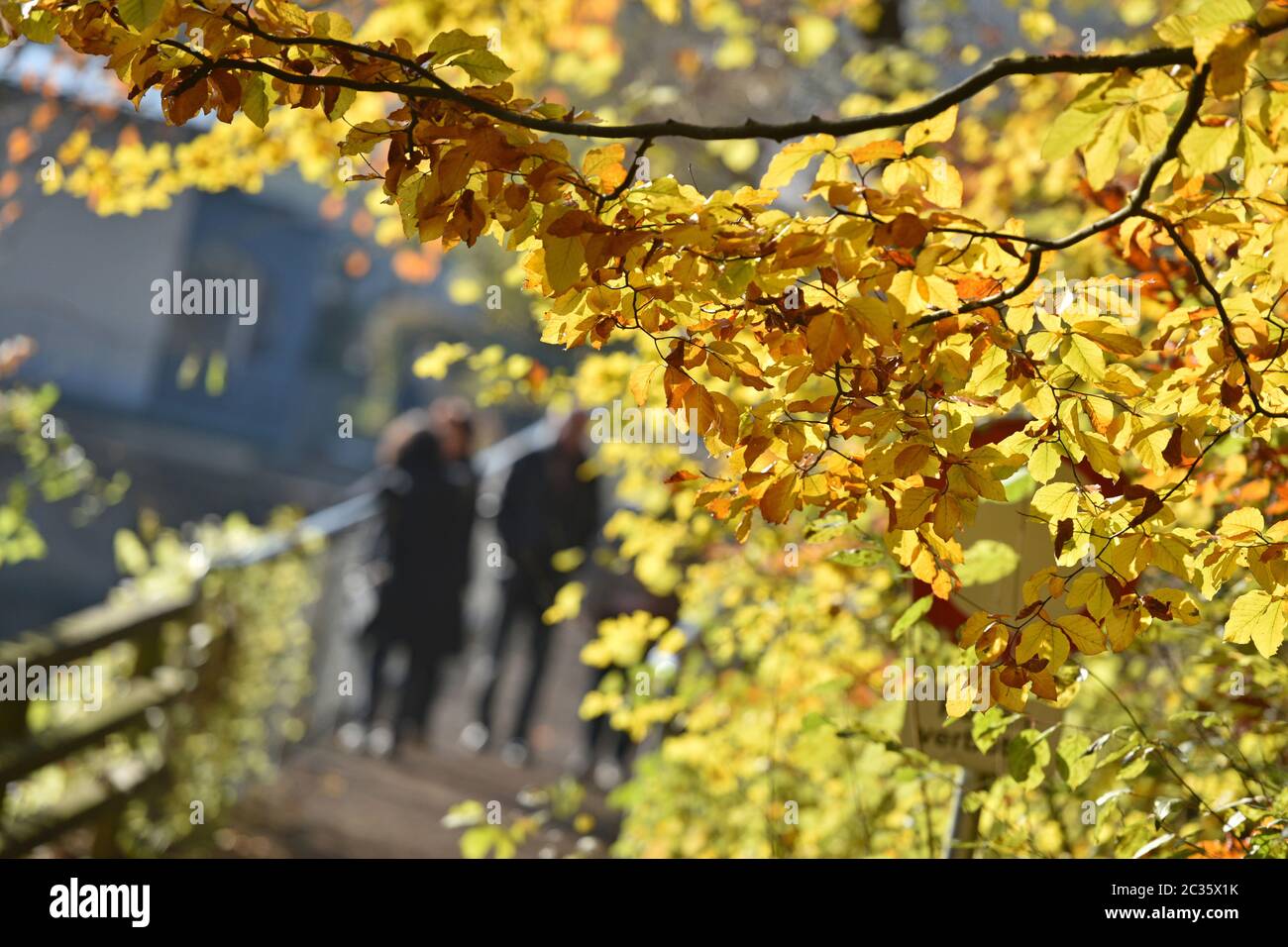 Herbstlicher Laubbaum mit gelben Farbtönen - Autumn deciduous tree with ...