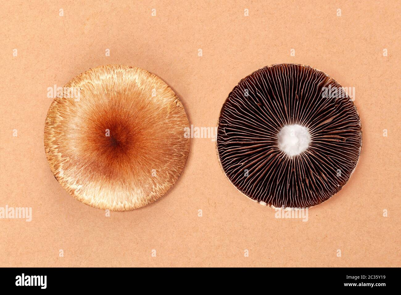 Psilocybe cubensis hi-res stock photography and images - Alamy