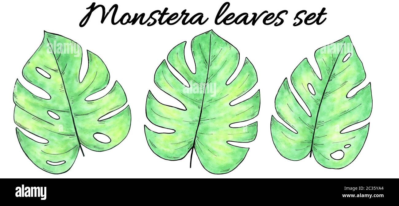 Hand drawn watercolor tropical plants set. Watercolor monstera leaves ...