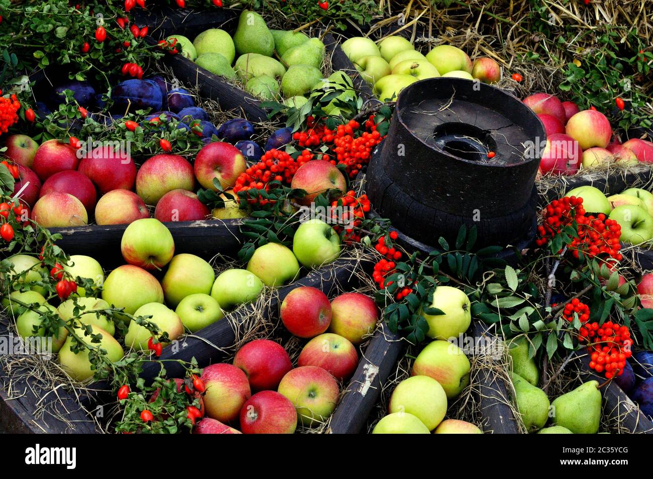 Choosing red apple green apple hi-res stock photography and images - Alamy