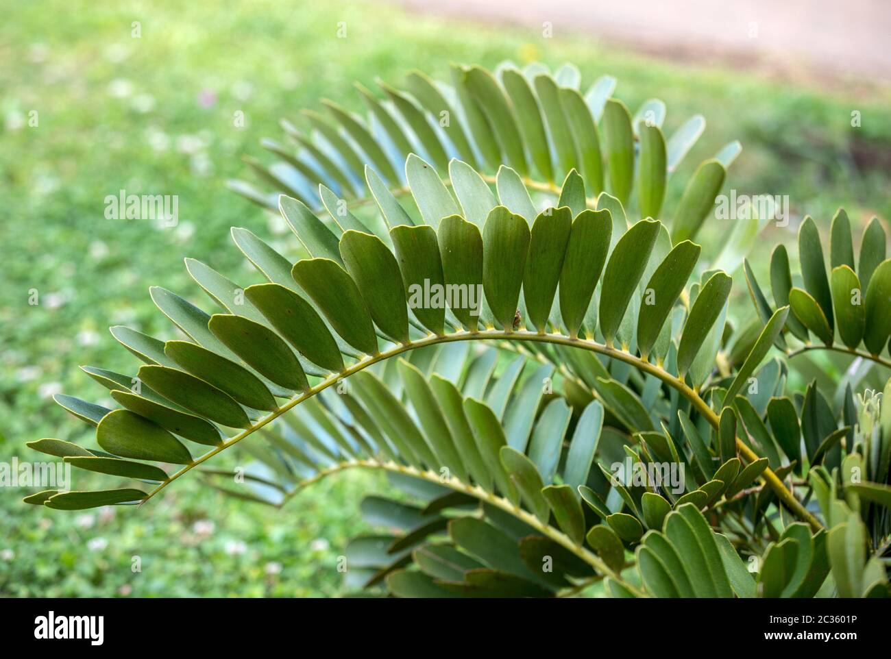 A Cardboard Palm Leaves Scientific Name Zamia Furfuracea In A a-cardboard-palm-leaves-scientific-name-zamia-furfuracea-in-a