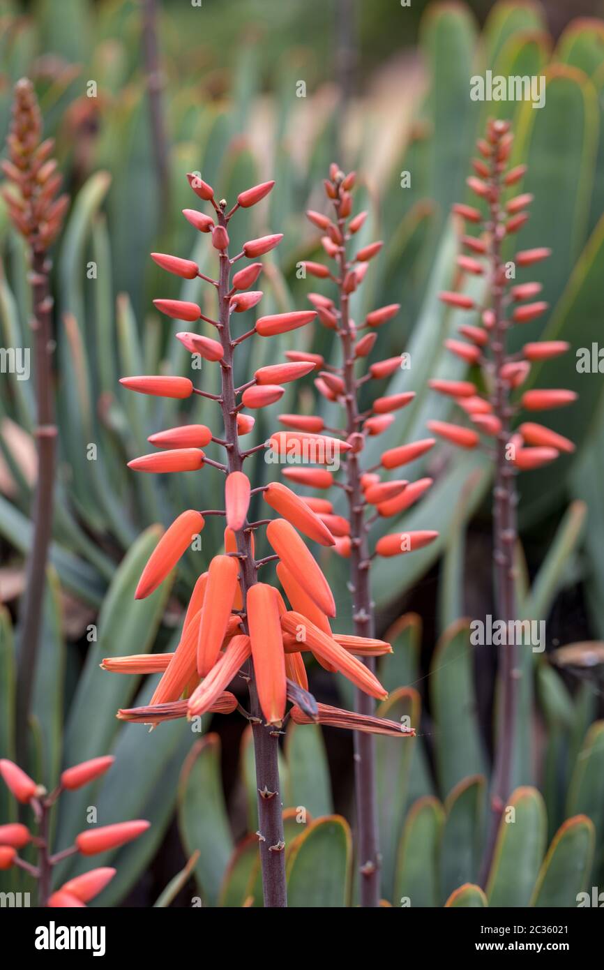 Aloe plant in bloom. Spectacular tall bright orange tubular flower ...
