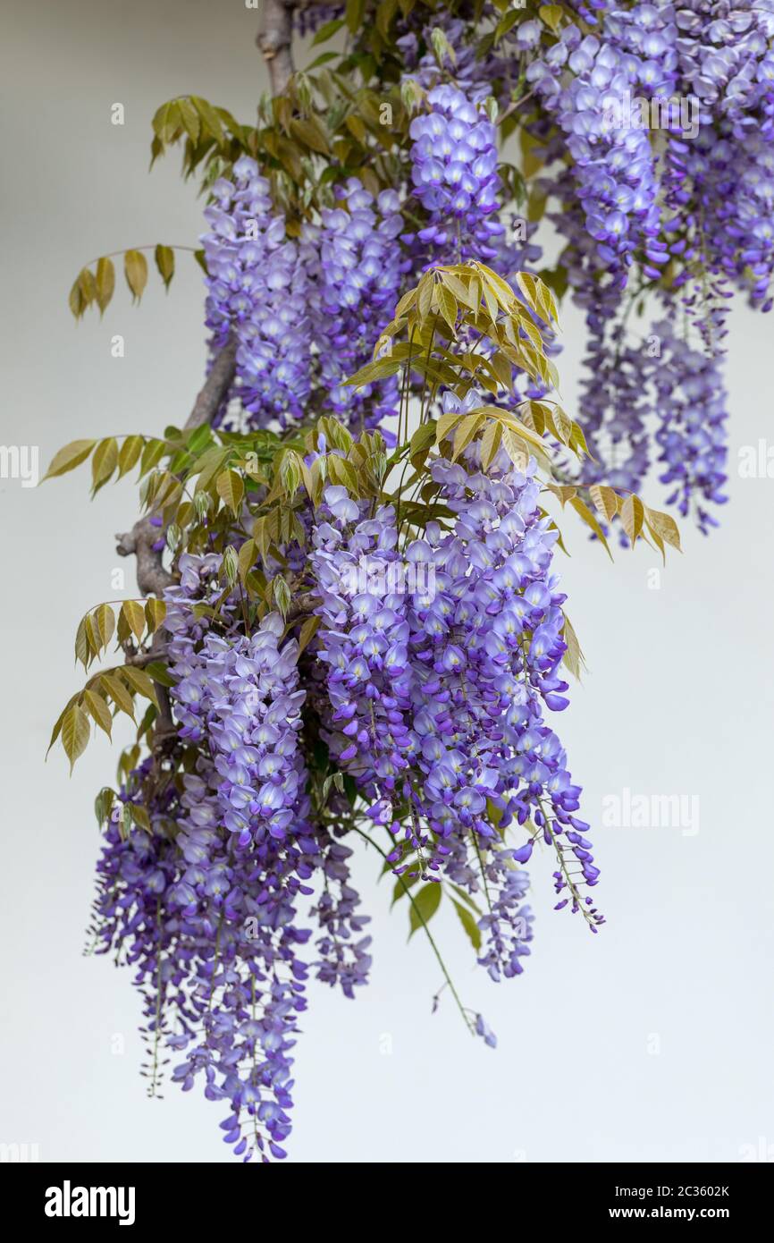Jacaranda Tree in blossom. Funchal on Madeira Island. Portugal Stock ...