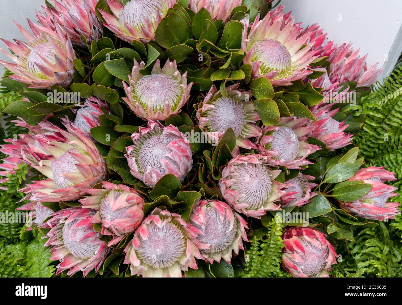 King protea or protea cynaroides the national flower of South Africa ...