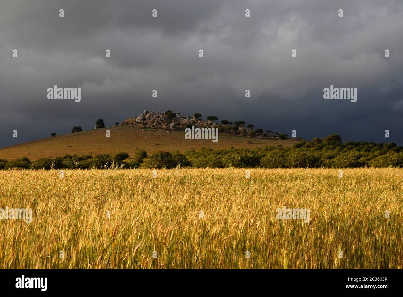 Ceral fields hi-res stock photography and images - Alamy
