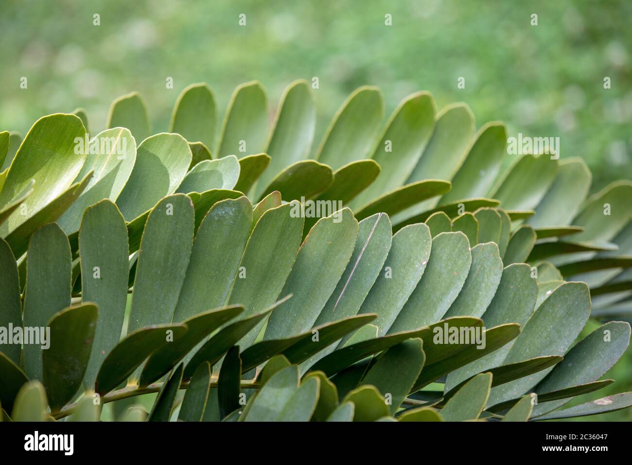 A Cardboard Palm Leaves Scientific Name Zamia Furfuracea In A a-cardboard-palm-leaves-scientific-name-zamia-furfuracea-in-a