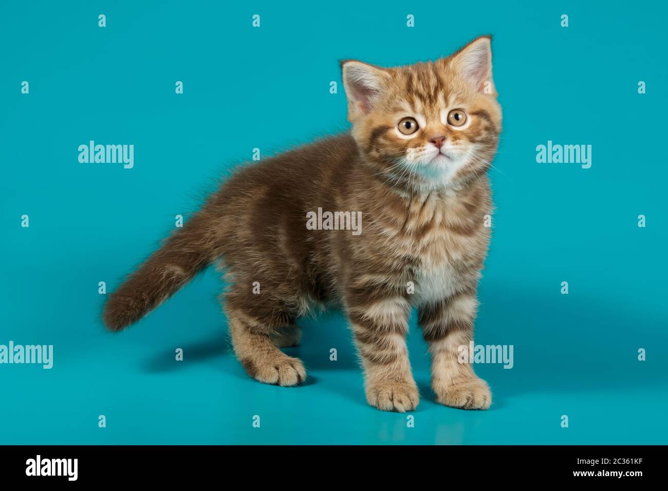 Studio photography of a scottish straight shorthair cat on colored ...