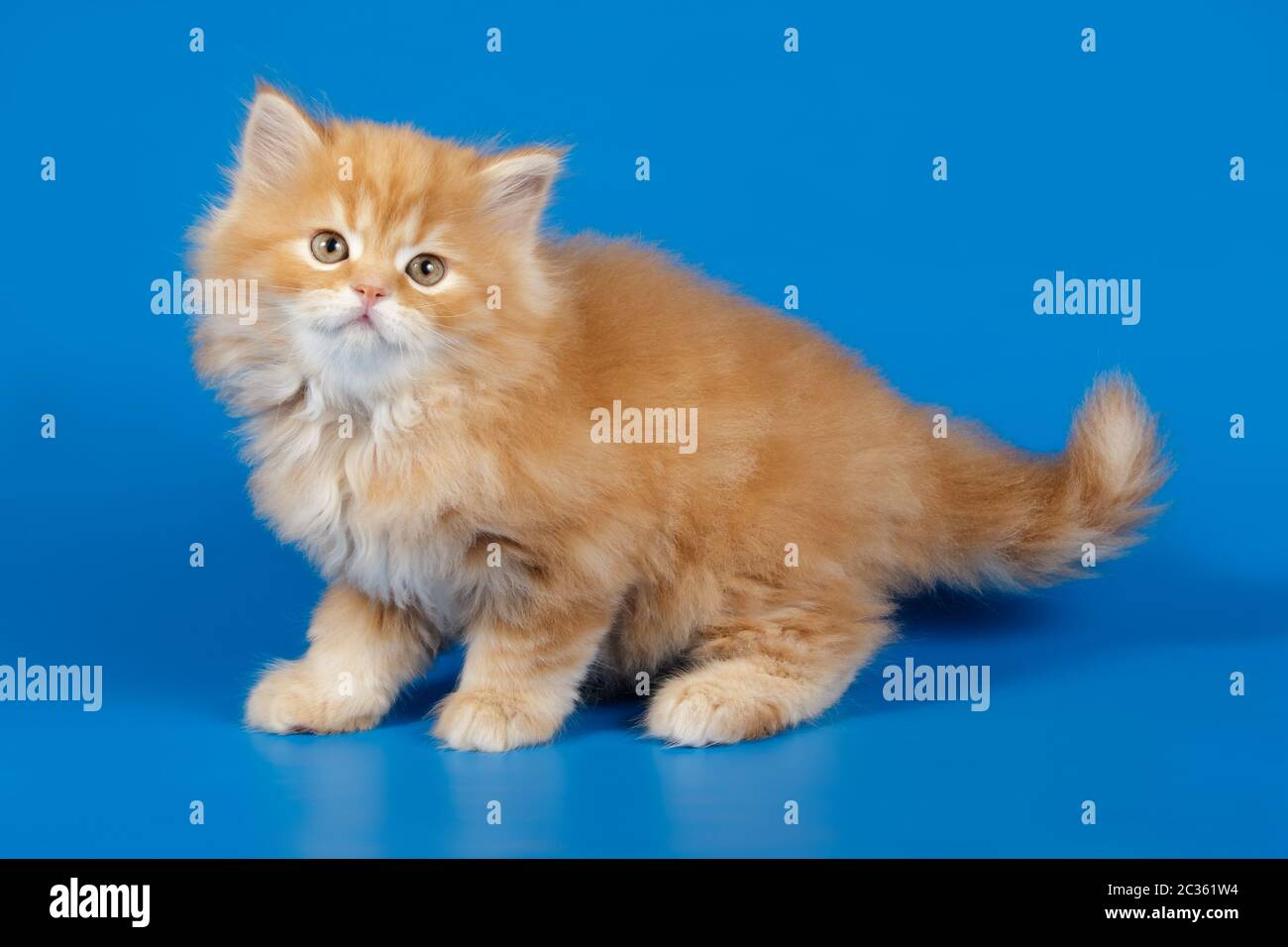 Studio photography of highland straight cat on colored backgrounds ...