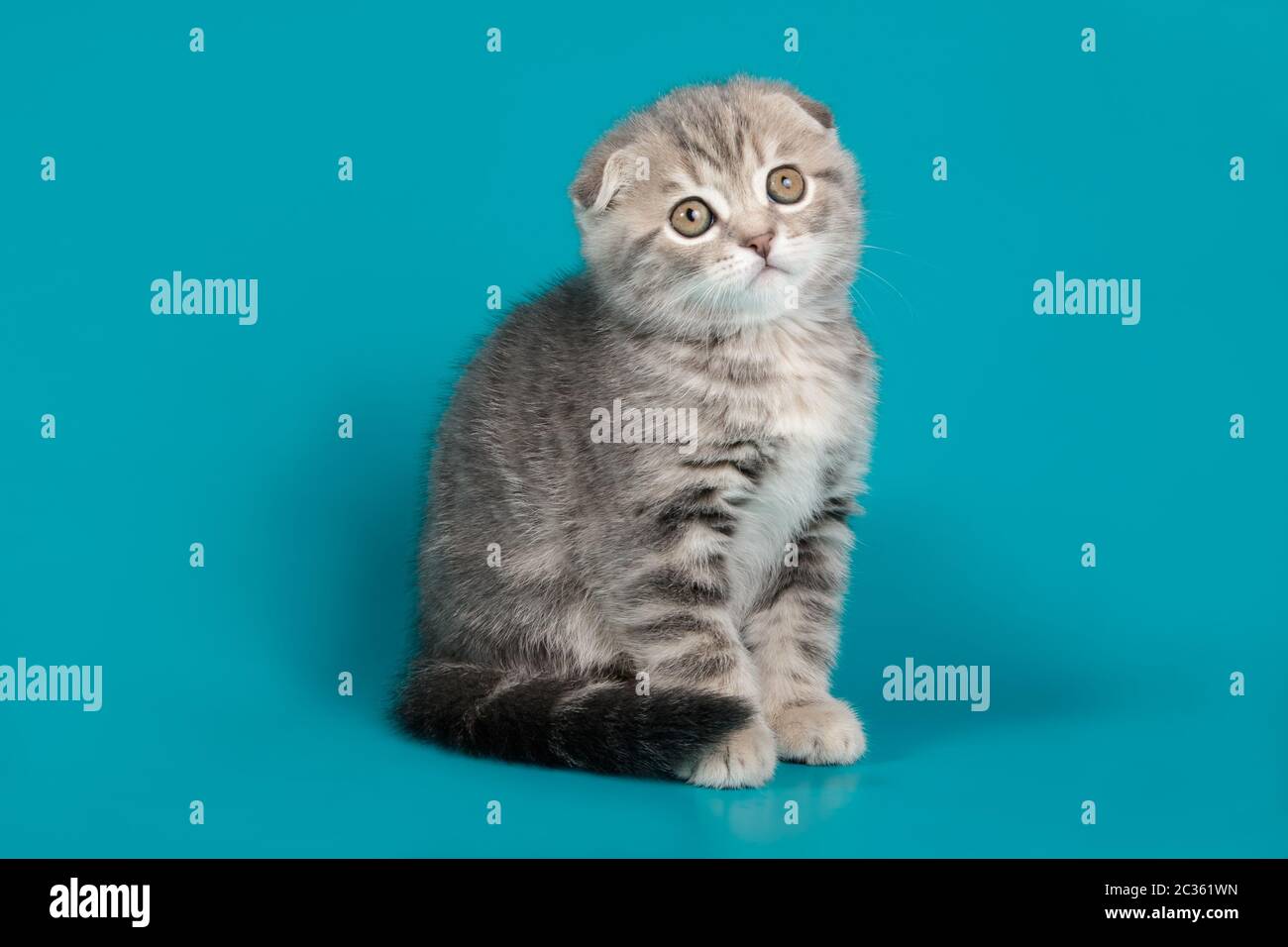 Studio photography of a scottish fold shorthair cat on colored ...