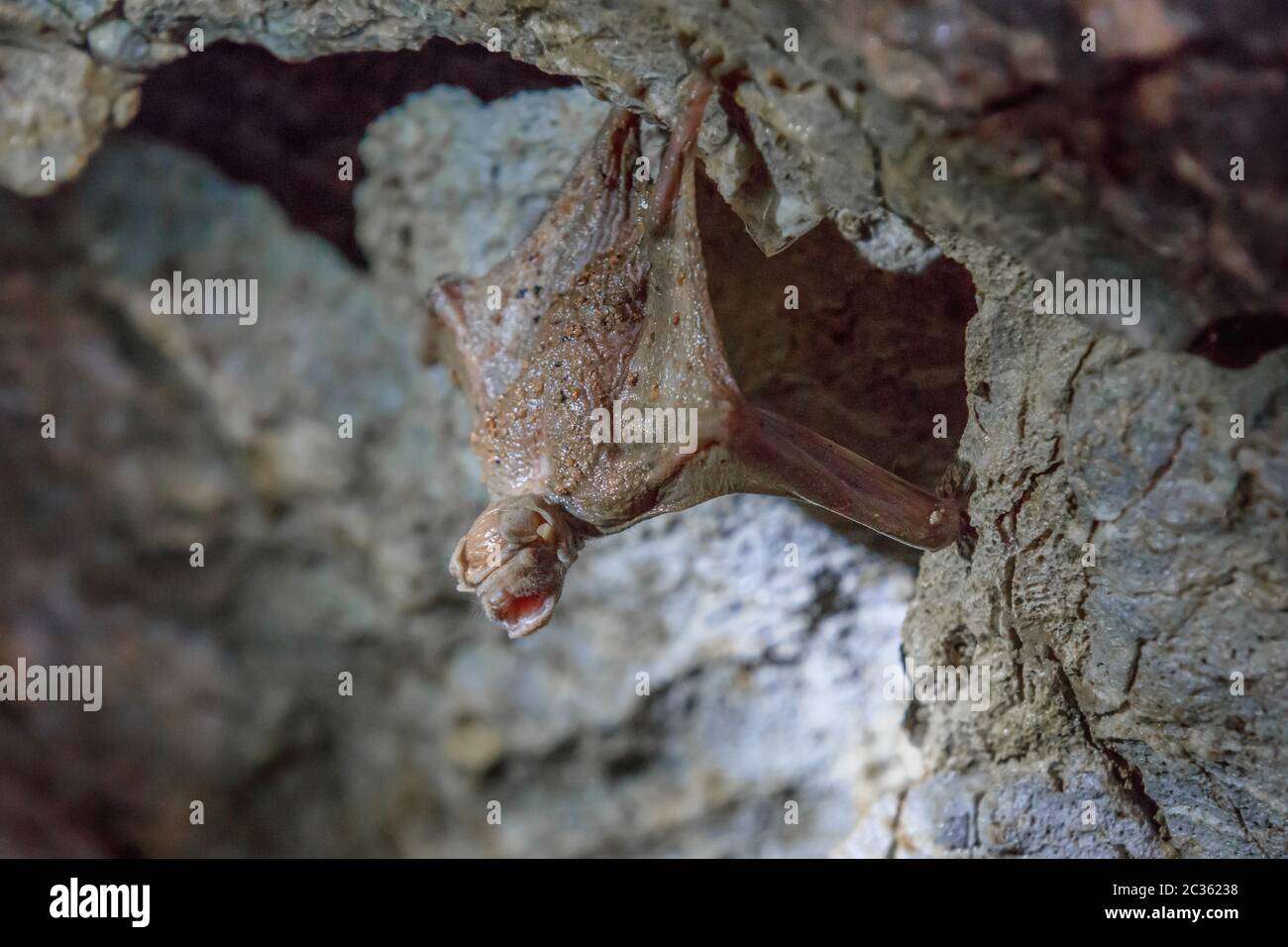 small bat hanging on the wall of the cave. Romania Stock Photo - Alamy