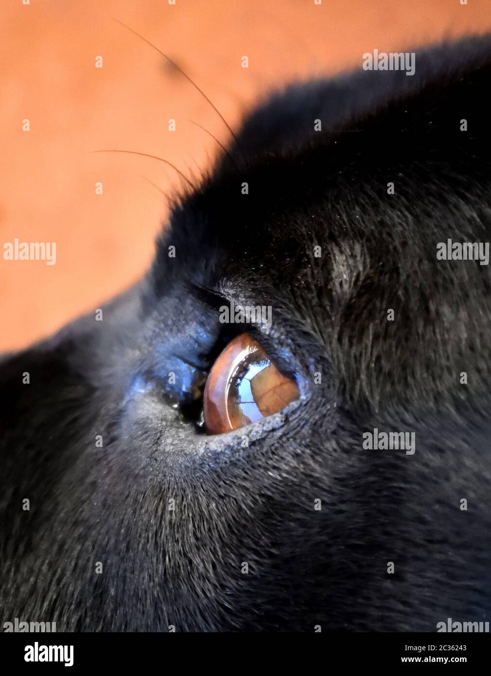 A close up of a black Labrador`s eye Stock Photo - Alamy
