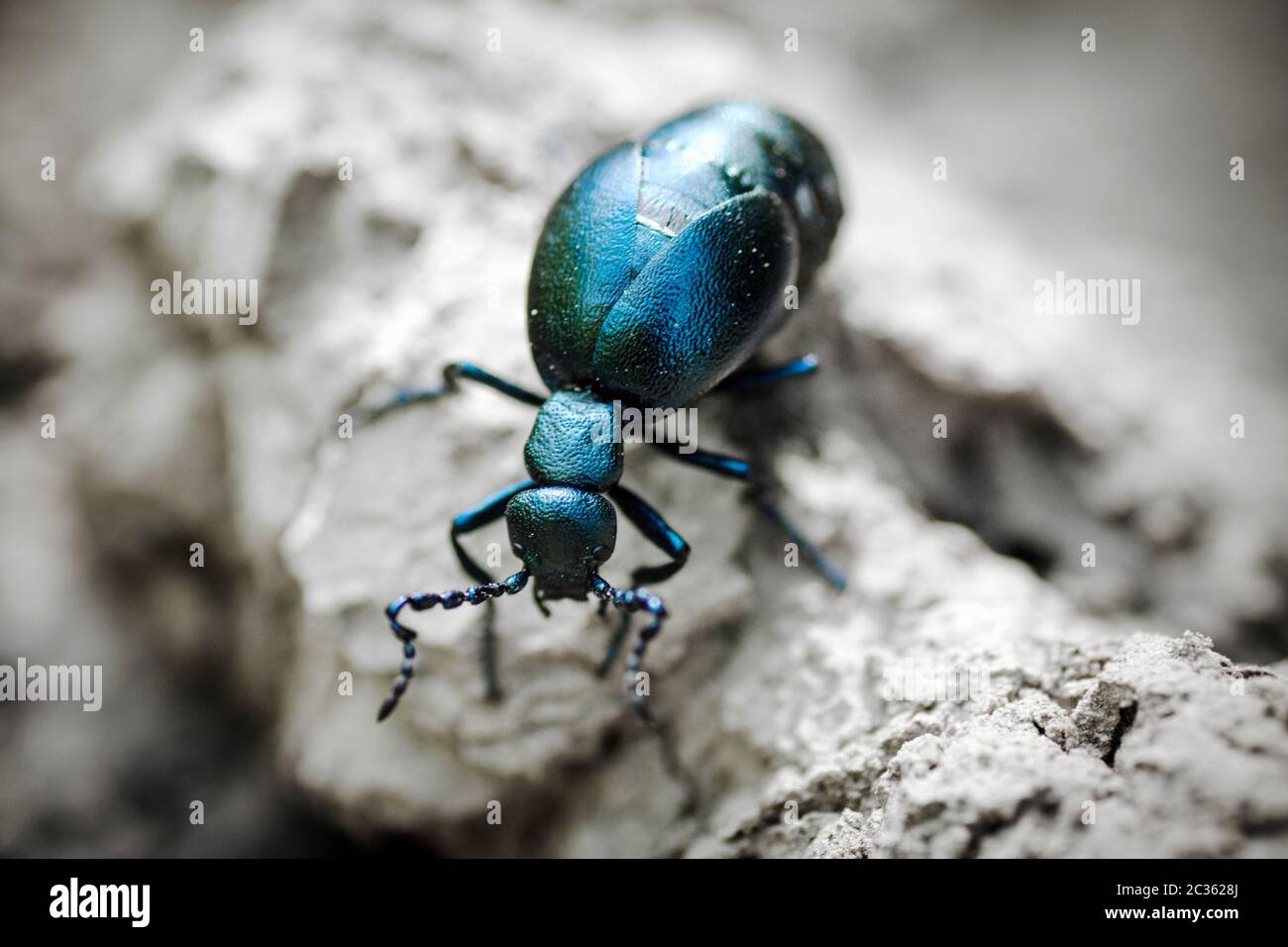 The big blue insect is on earth Stock Photo - Alamy