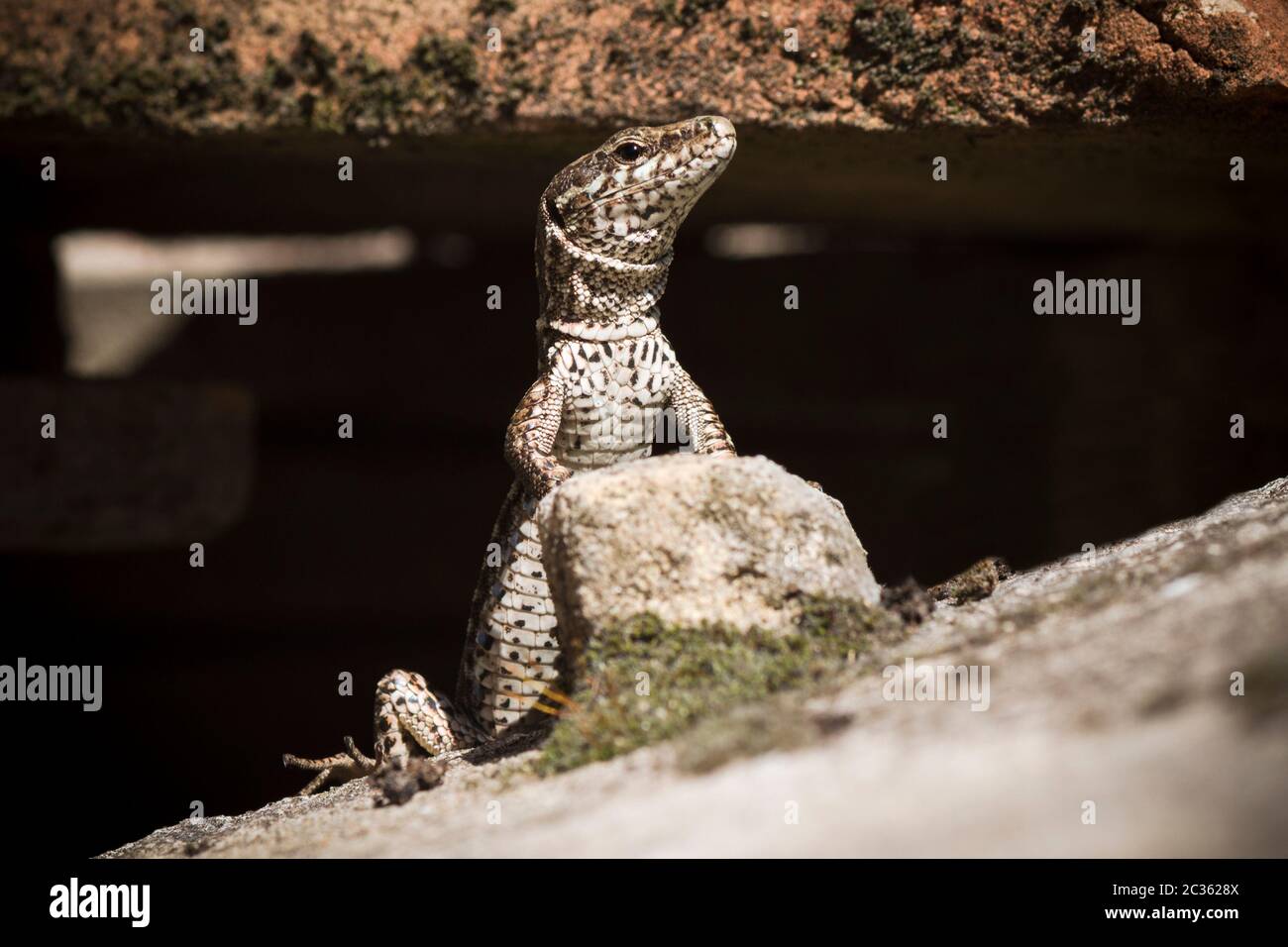 Lizard looking away hi-res stock photography and images - Alamy