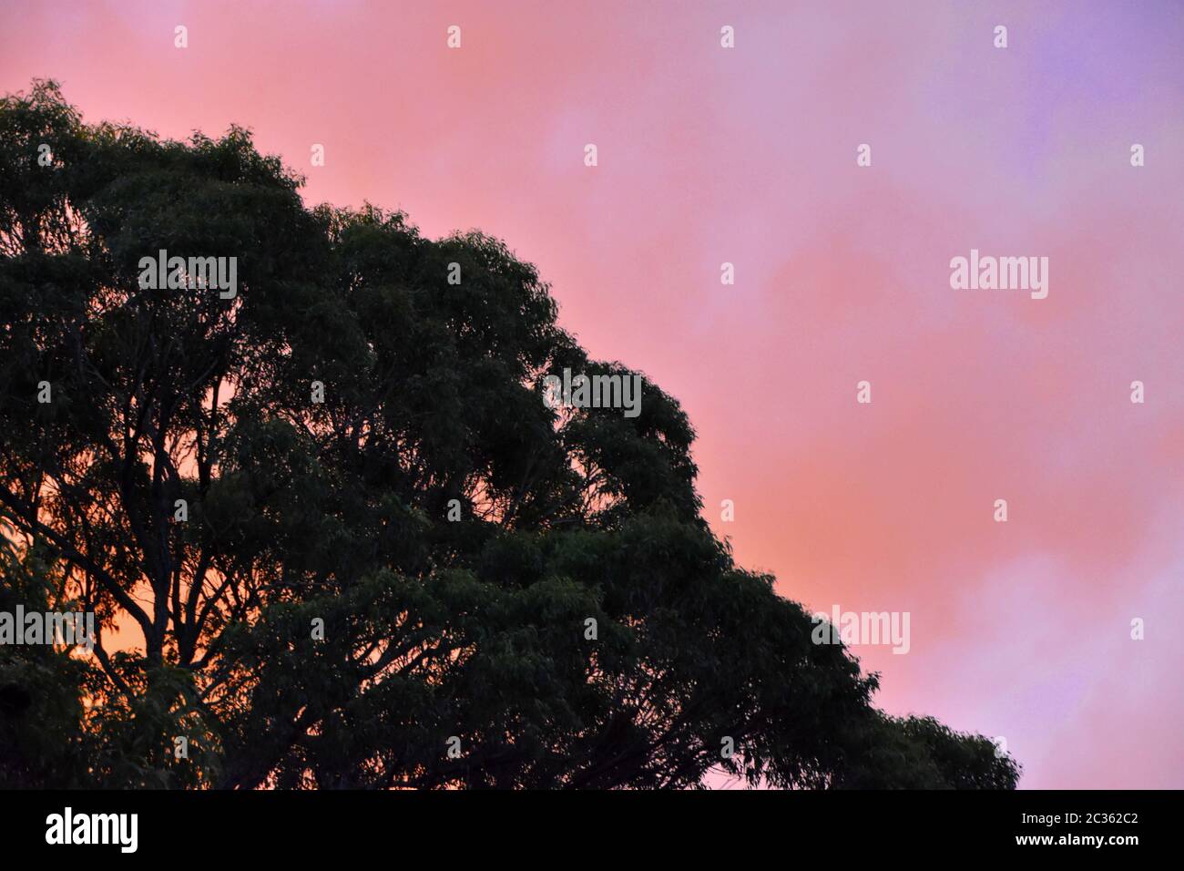 Tree Silhouette at sunset Stock Photo - Alamy