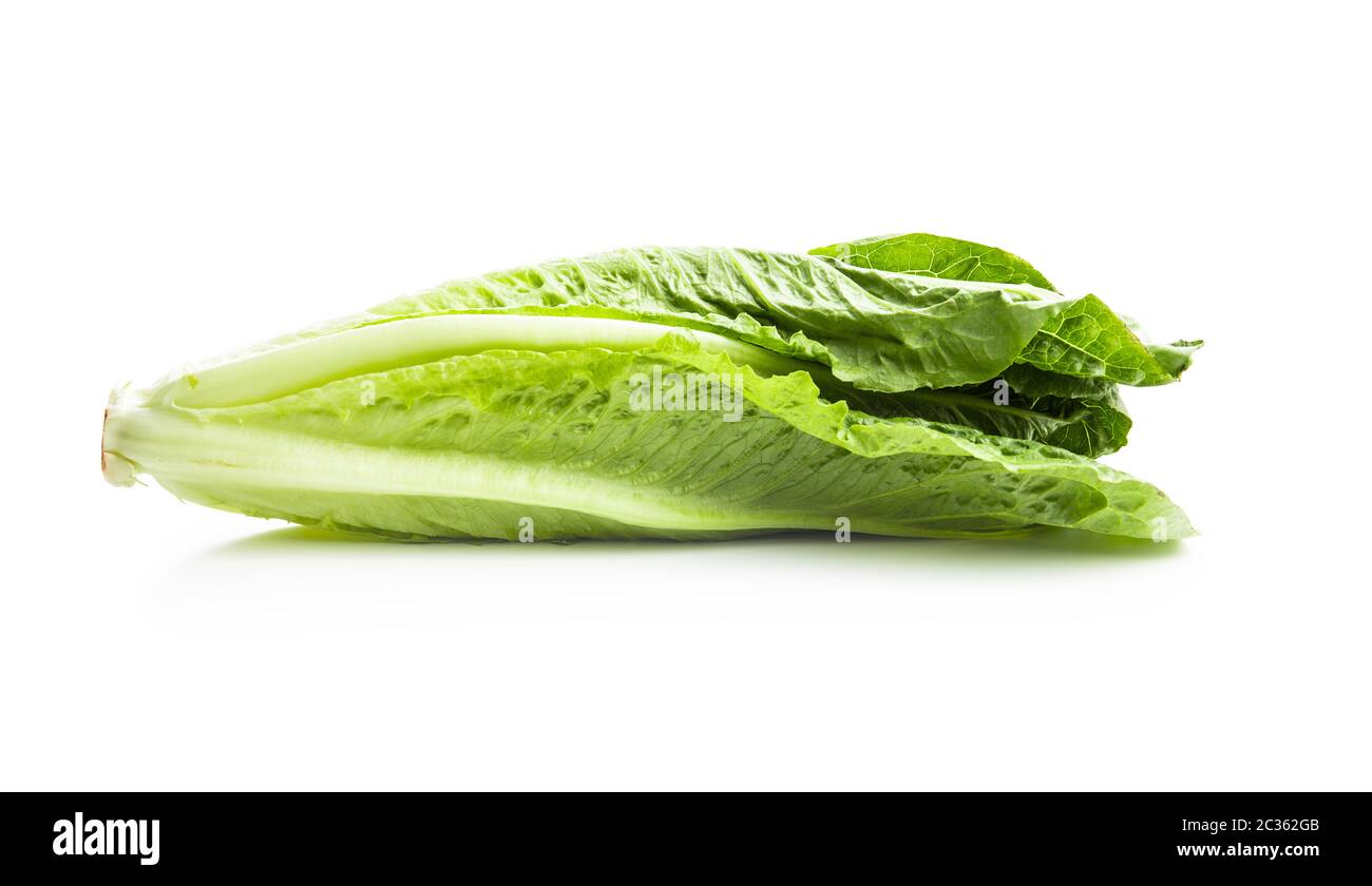 Fresh green Romaine Lettuce. Leaves of Lactuca sativa isolated on white background Stock Photo ...