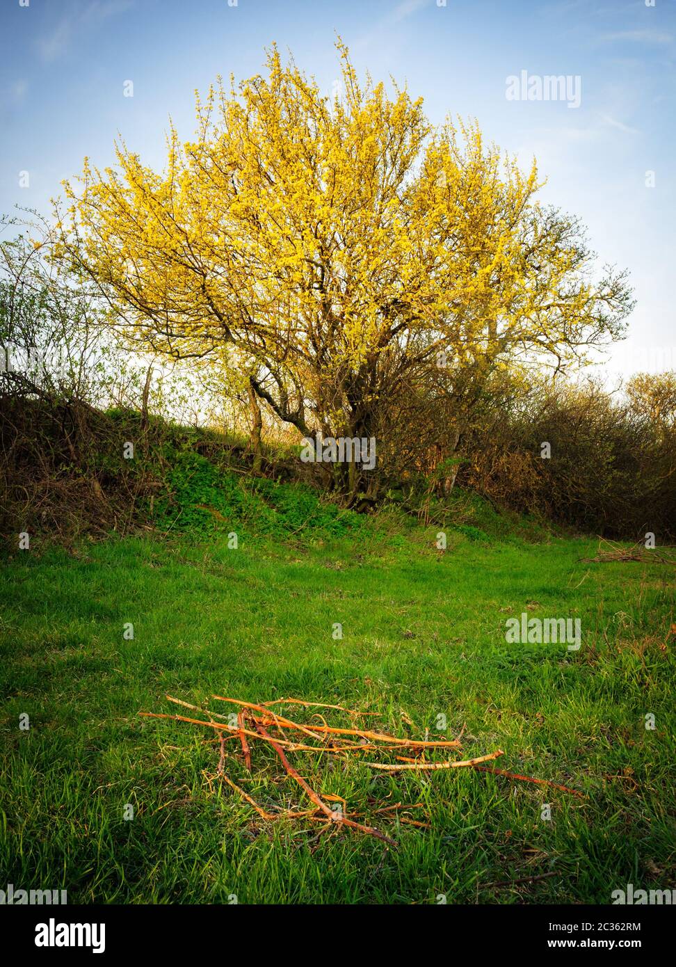 Willow tree bloom at a vineyard in Burgenland Stock Photo - Alamy