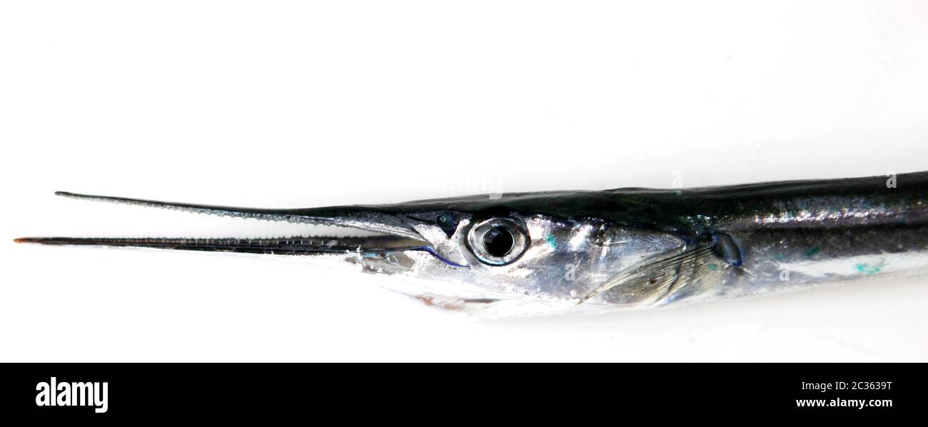 Fresh Raw Needlefish Against White Background Stock Photo - Alamy