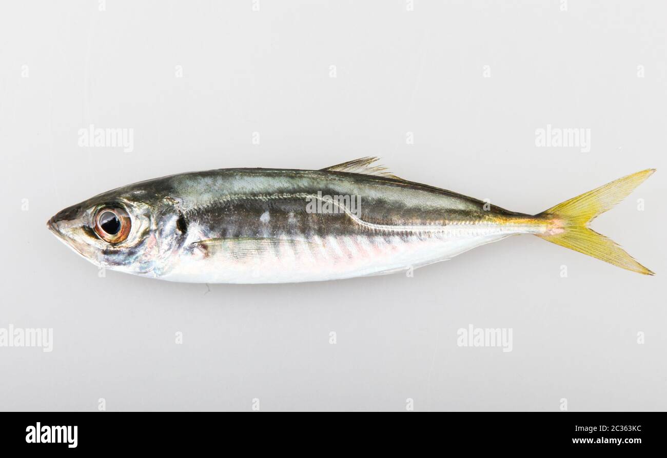 Close-Up Of Atlantic Horse Mackerel Fish Isolated On White Background ...