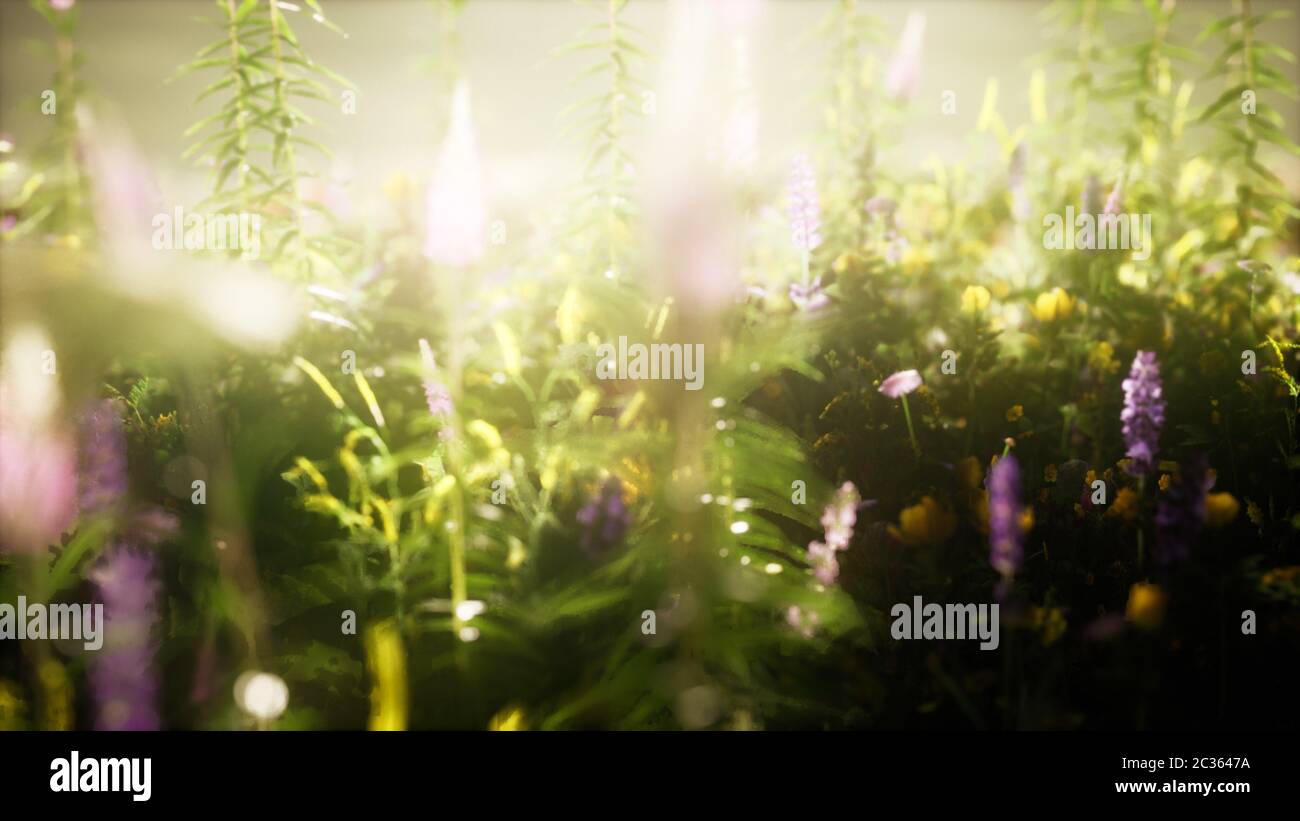 wild flowers in the field Stock Photo - Alamy