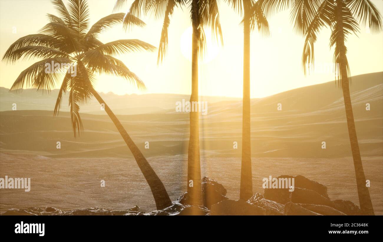 palms in desert at sunset Stock Photo - Alamy