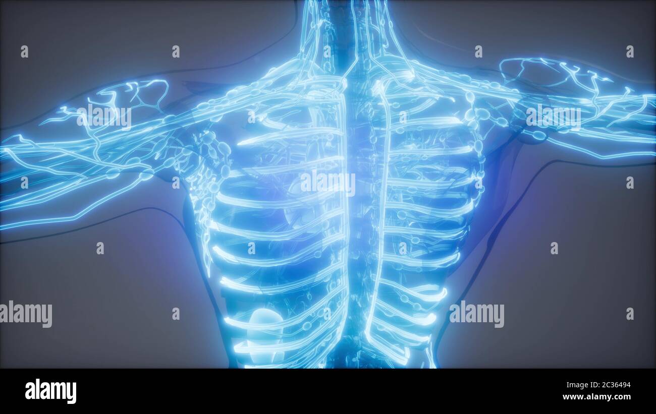 Body blood vessels hi-res stock photography and images - Alamy