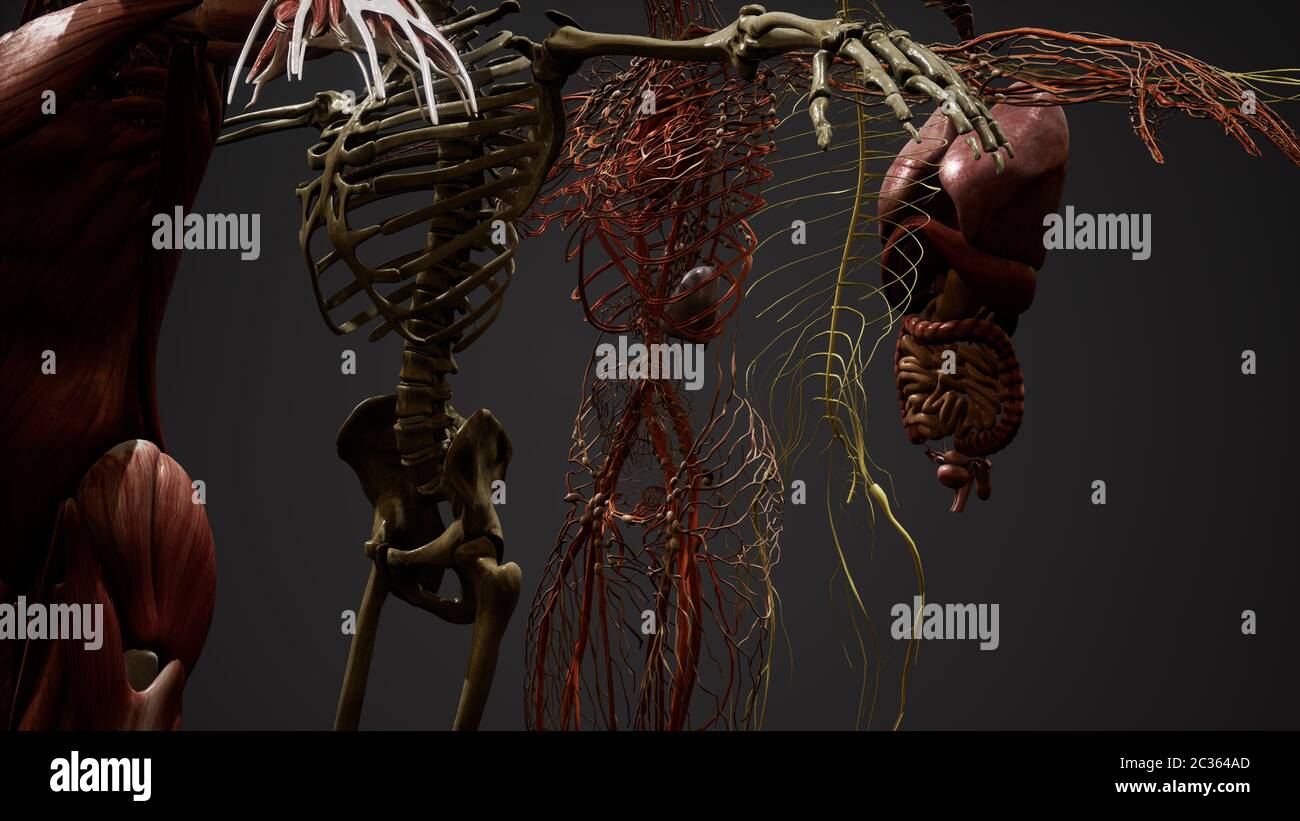 Animated 3D human anatomy illustration Stock Photo - Alamy