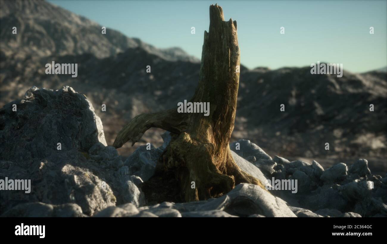 Dead pine tree granite rock hi-res stock photography and images - Alamy