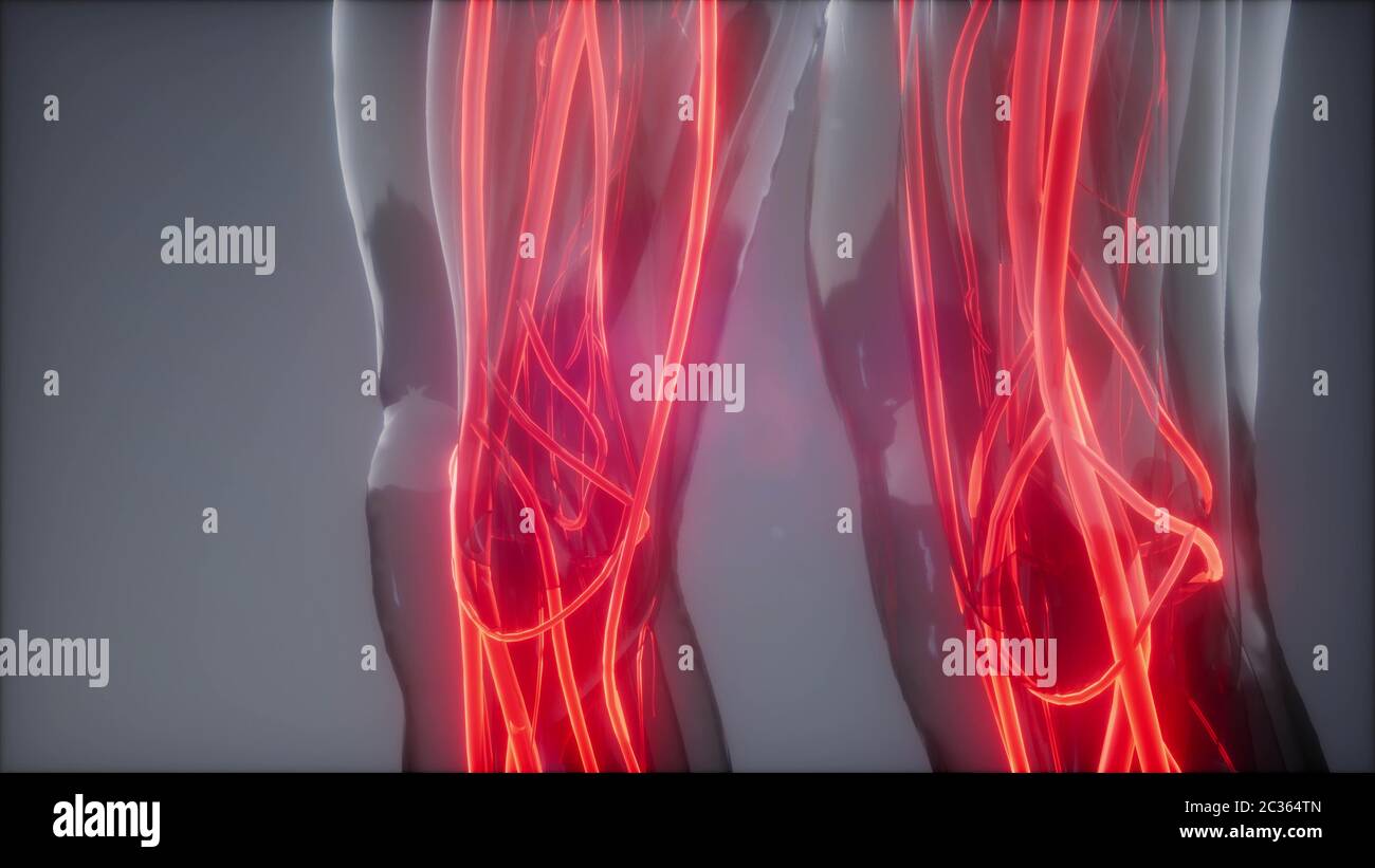 Blood Vessels of Human Body Stock Photo - Alamy