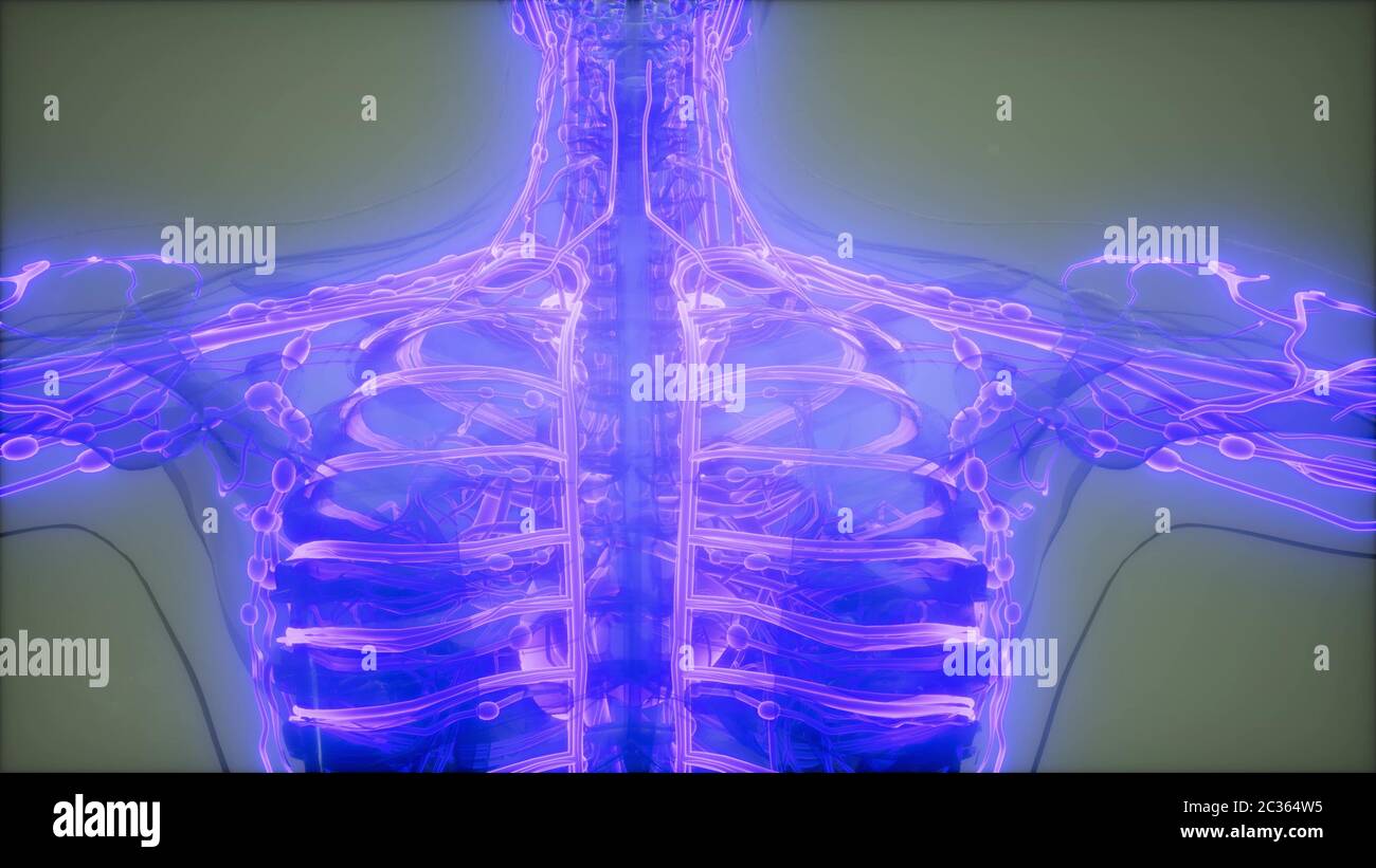 Chest blood vessels hi-res stock photography and images - Alamy