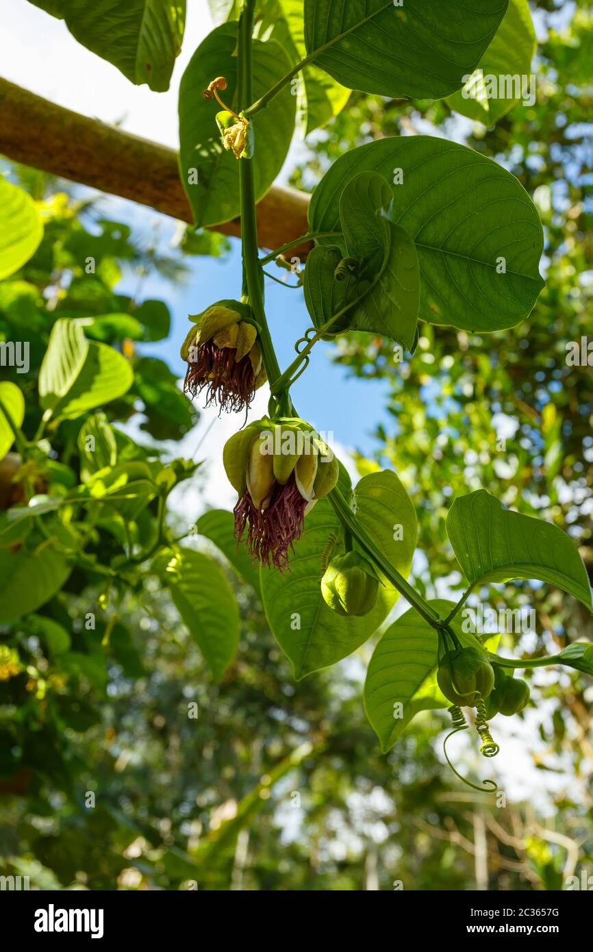 giant granadilla Passiflora quadrangularis, Indonesia Stock Photo - Alamy