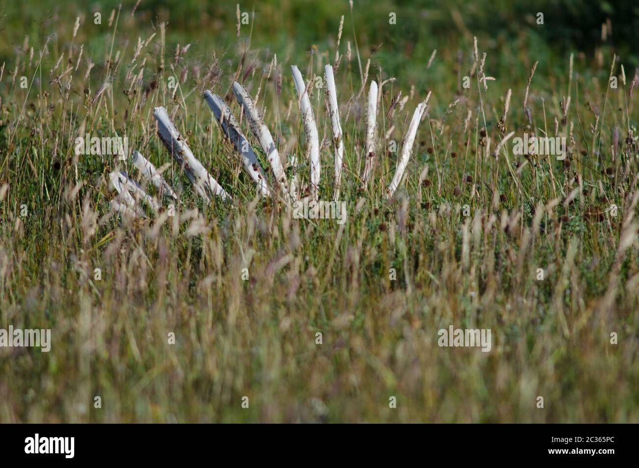Guanaco skeleton hi-res stock photography and images - Alamy