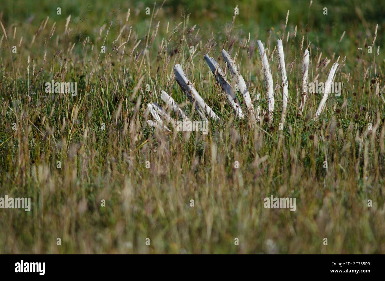 Guanaco skeleton hi-res stock photography and images - Alamy