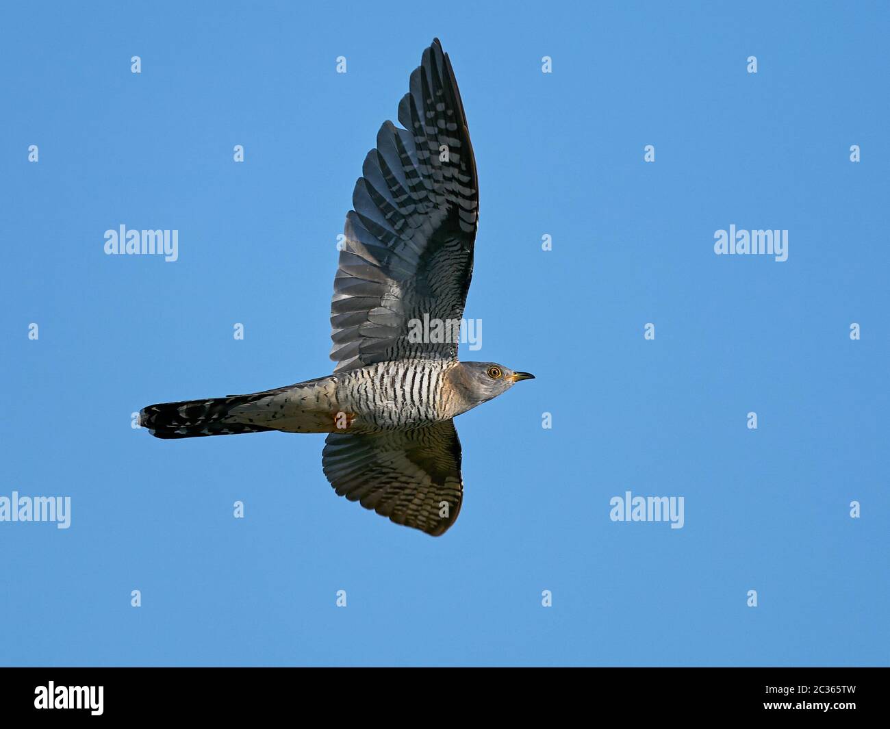 Common cuckoo in flight in its natural enviroment Stock Photo - Alamy