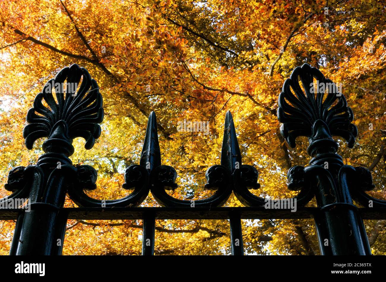 Detail of an antique forged railing with autumn leaves on the ...