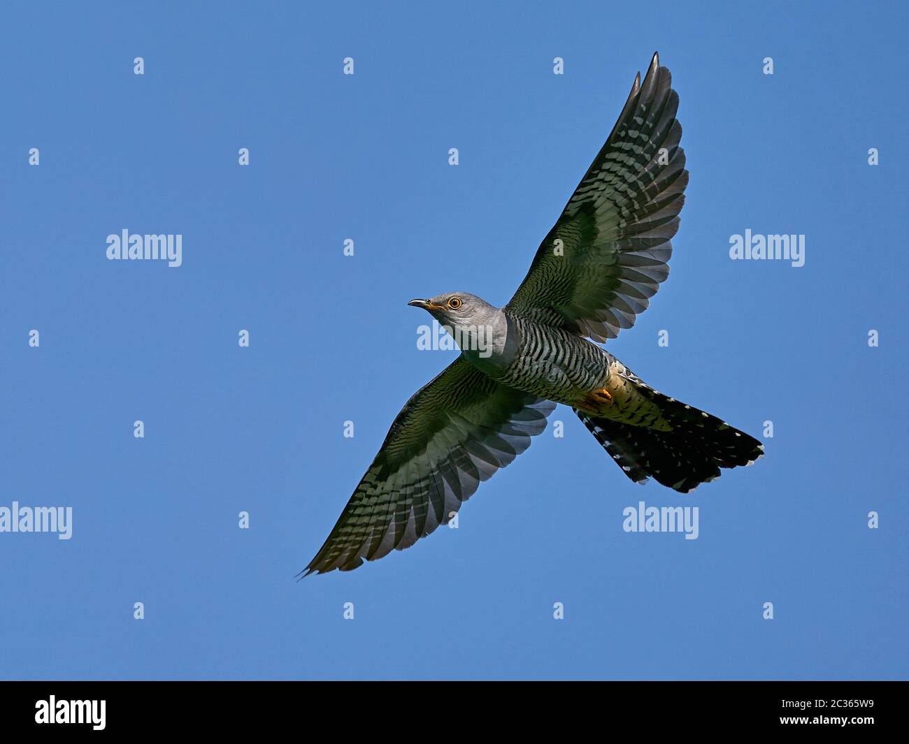 Common cuckoo in its natural enviroment Stock Photo - Alamy