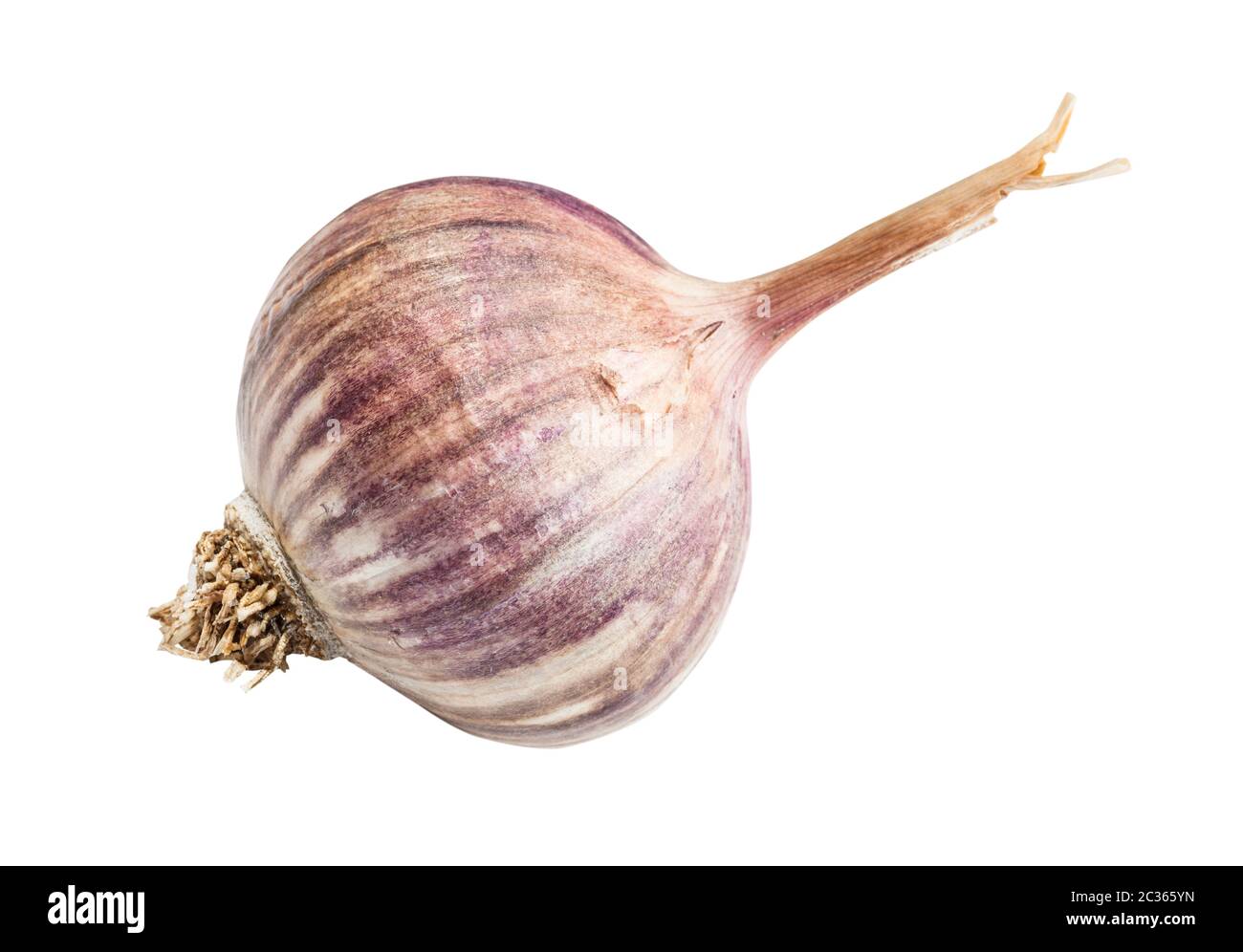 side view of ripe bulb of chinese Solo garlic isolated on white ...