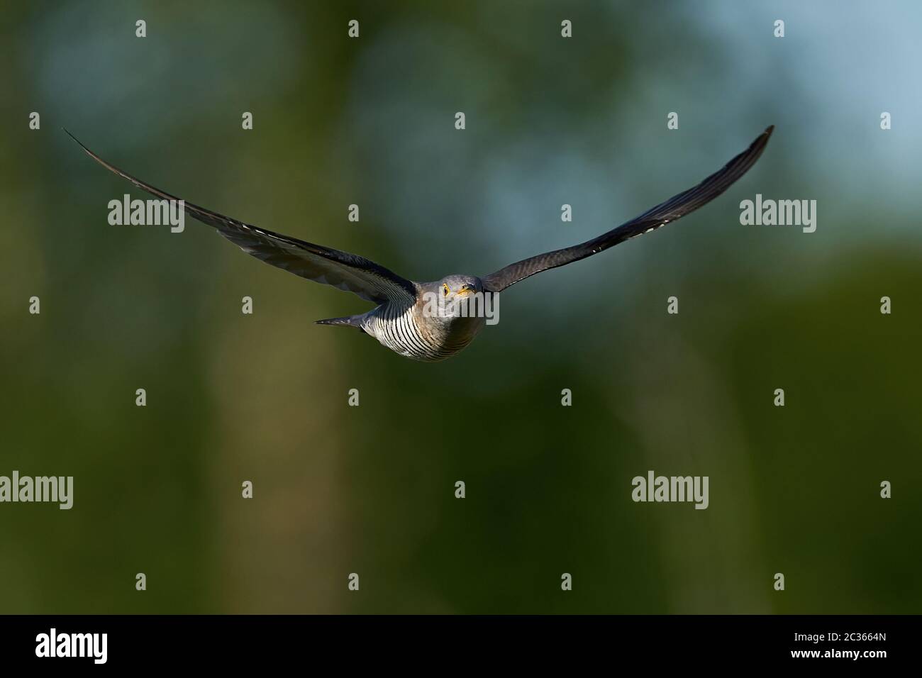 Common cuckoo in flight in its natural enviroment Stock Photo - Alamy