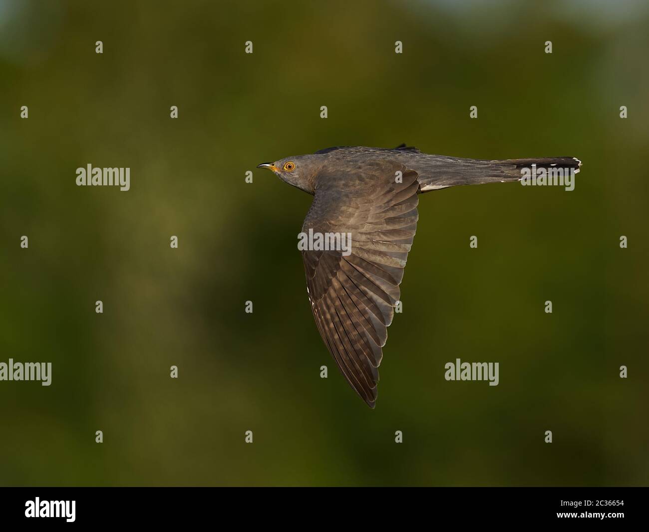 Common cuckoo in flight in its natural enviroment Stock Photo - Alamy