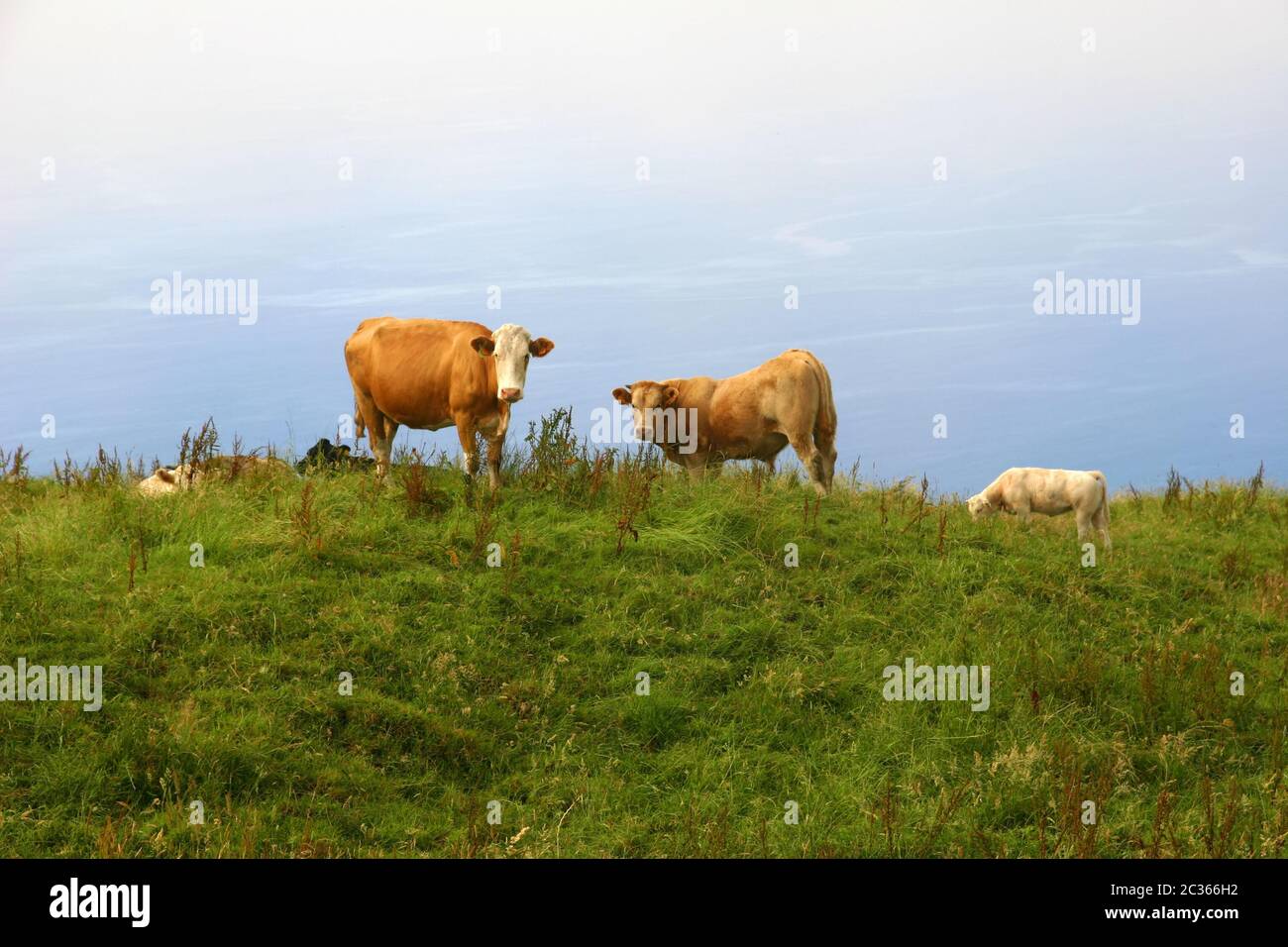 azores farm cows at the coast of sao Miguel Stock Photo - Alamy