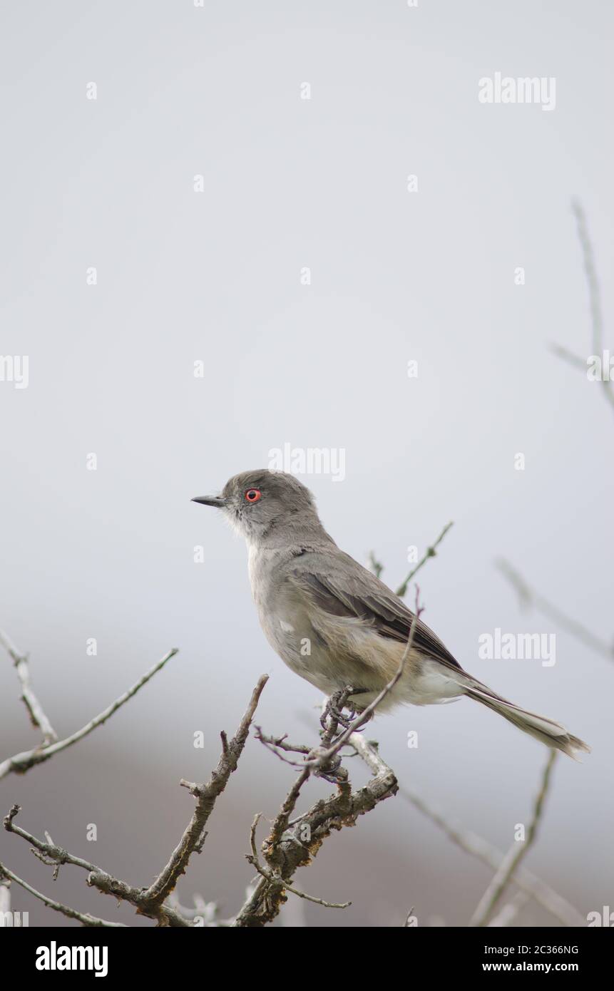 Xolmis High Resolution Stock Photography and Images - Alamy