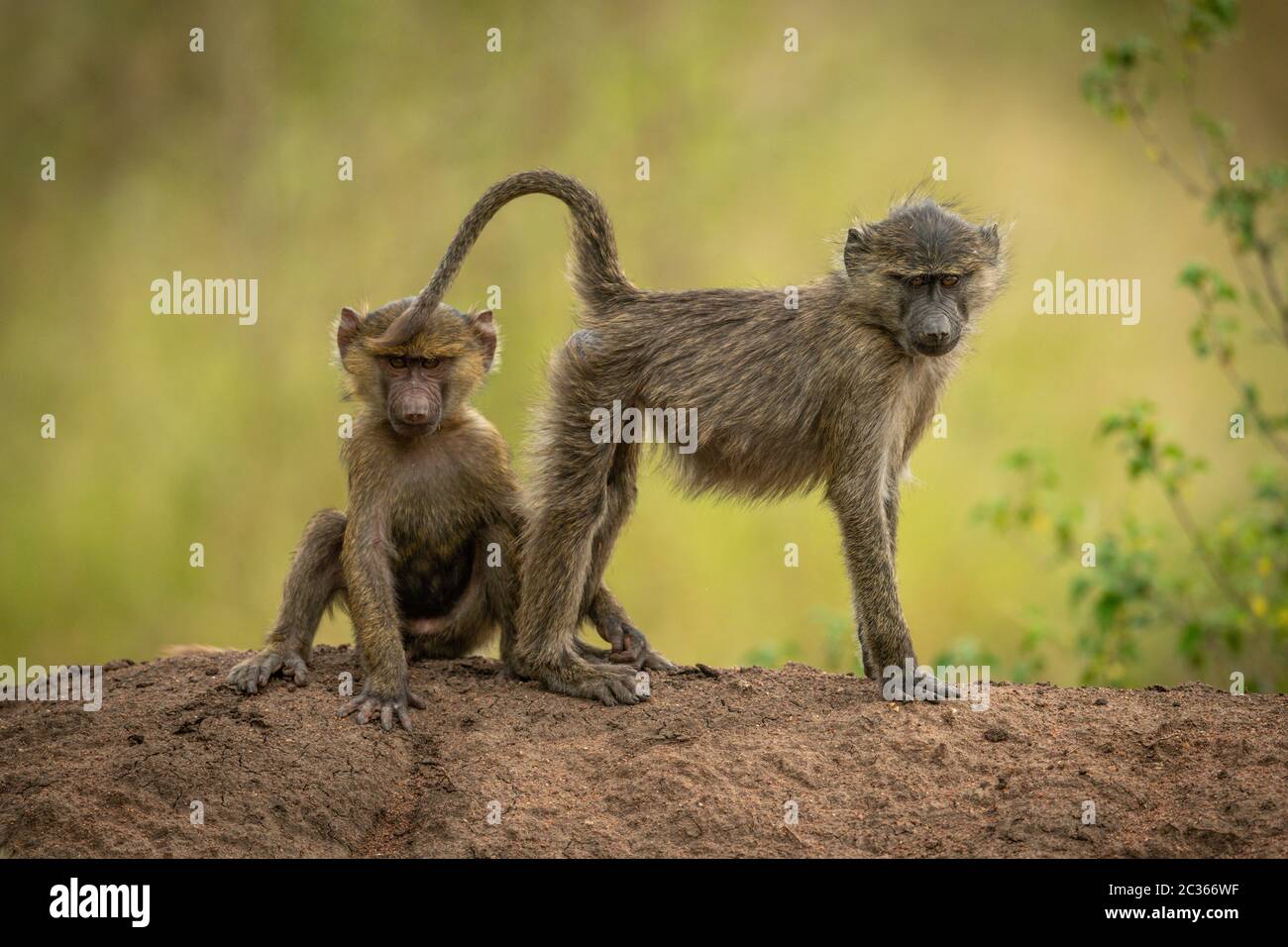 Olive baboons sit and stand on bank Stock Photo - Alamy