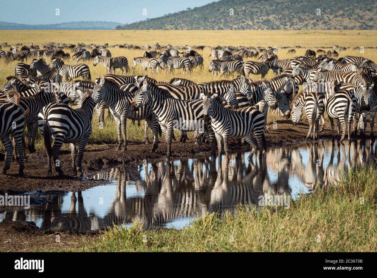 Plains zebra stand around puddle on track Stock Photo - Alamy