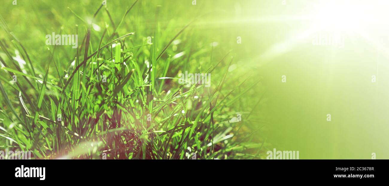 Grass or meadow background, natural header or banner with space for ...