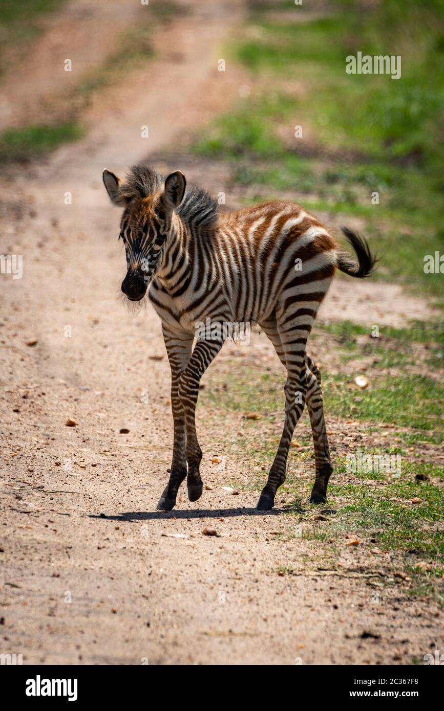 Plains zebra foal crosses track in sunshine Stock Photo - Alamy