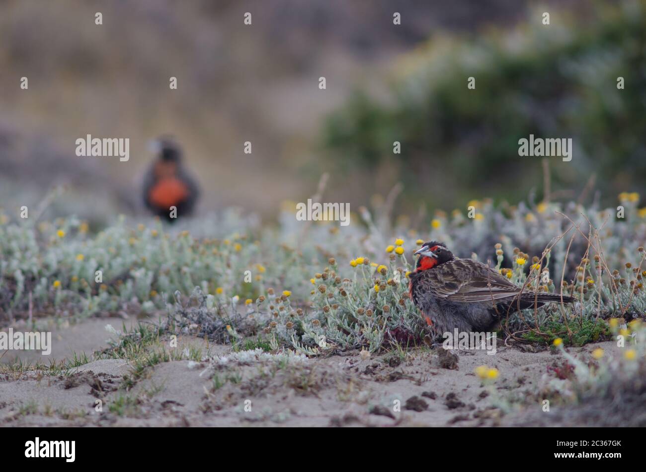 Long-tailed meadowlarks Leistes loyca . Otway Sound and Penguin Reserve ...