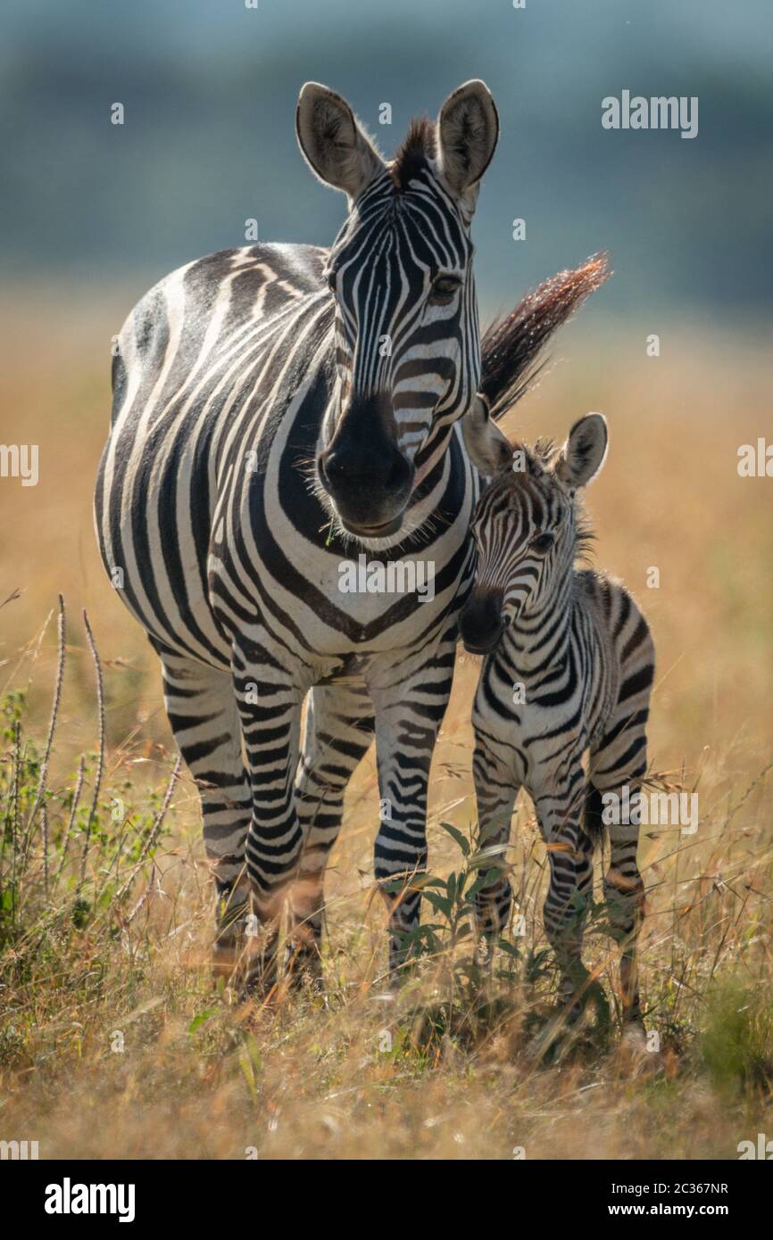 Plains zebra stands facing camera with foal Stock Photo - Alamy