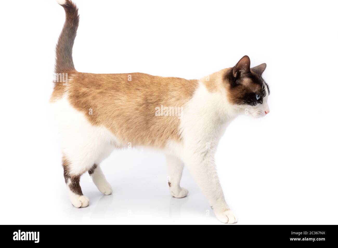 Siamese and ragdoll cross cat walking on white background in studio ...