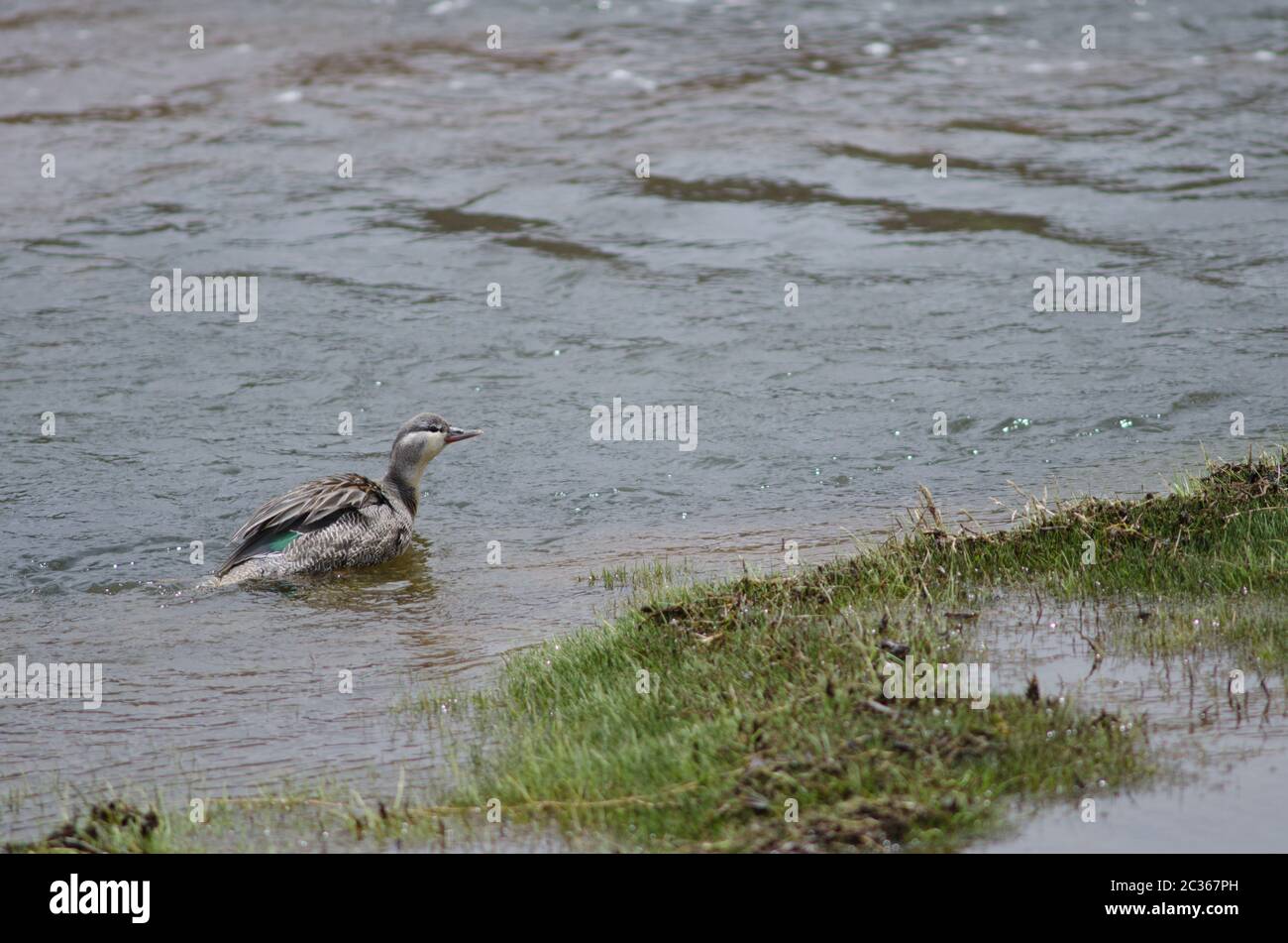 Torrent duck chile hi-res stock photography and images - Alamy