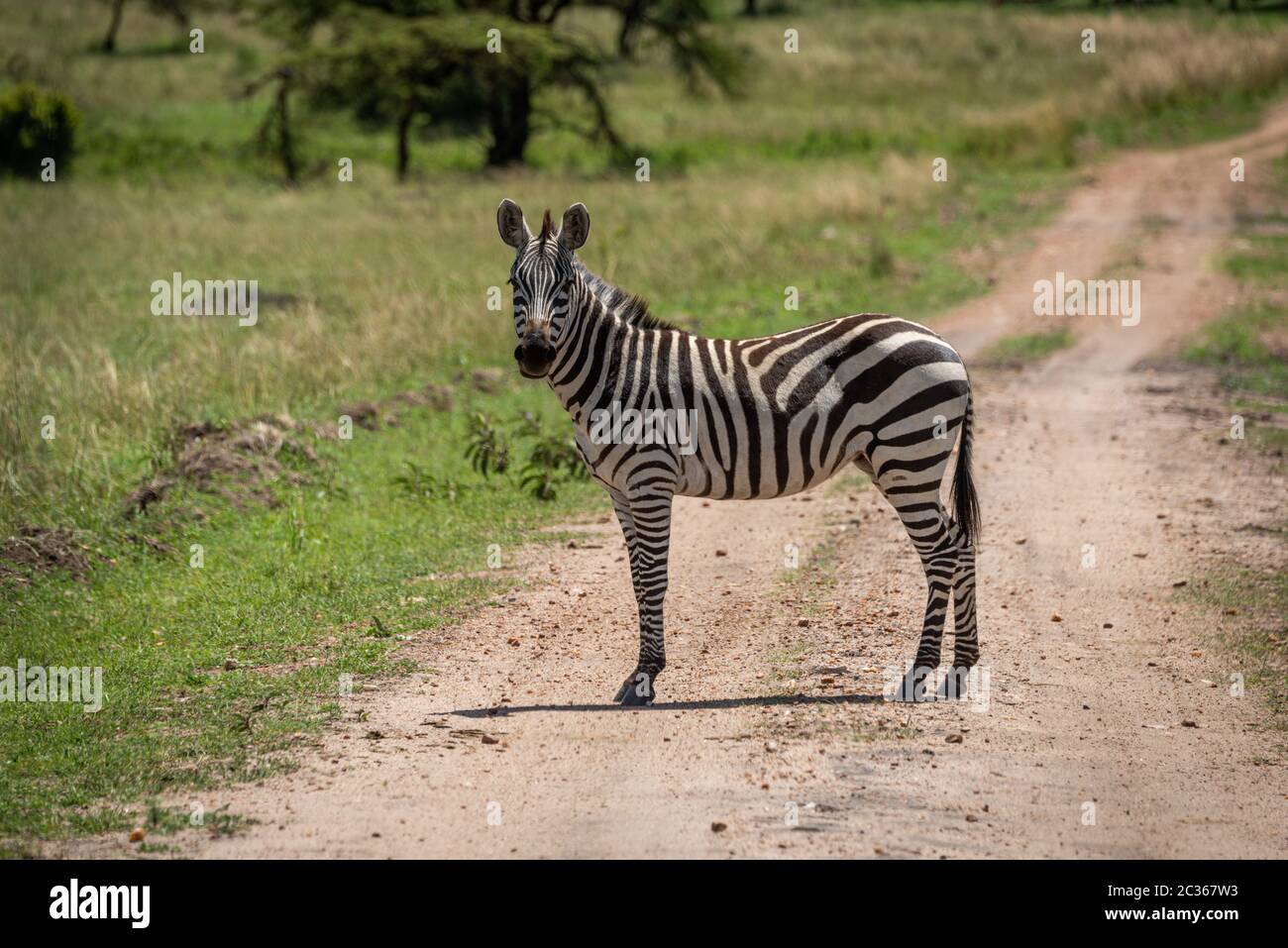Plains zebra stands on track watching camera Stock Photo - Alamy