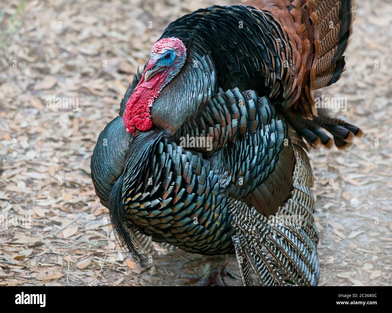Male turkey in mating display hi-res stock photography and images - Alamy